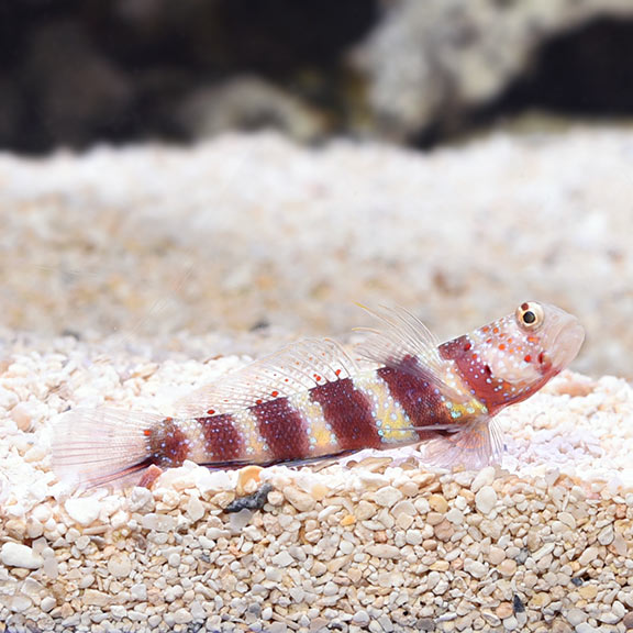 Wheeler's Shrimp Goby: Saltwater Aquarium Fish for Marine Aquariums ...
