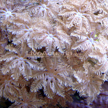 WTB: Any Softies or Polyps on this list... - Reef Central Online Community
