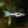 Endler's Livebearer: Tropical Fish for Freshwater Aquariums